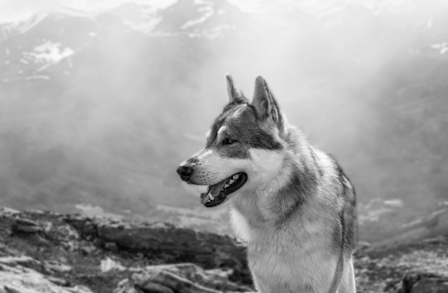 Lobo Alfa - Conoce todo sobre la jerarquía de una manada de lobos