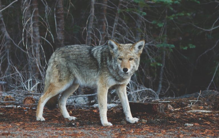 Cuerpo del lobo - Anatomía - Blog de lobos → TusLobos.Com